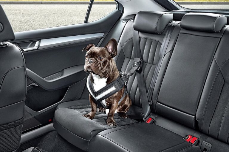 Skoda introduces dog seat belt